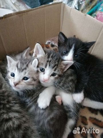 Крошки-котята в надёжные руки