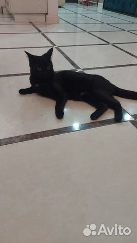 Котята от крысылов в добрые руки бесплатно