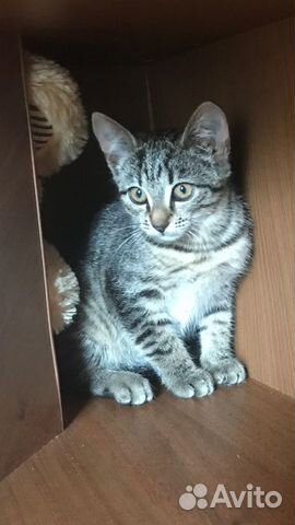 Кошка в дар