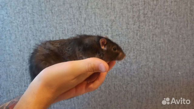 Крыса дамбо с клеткой