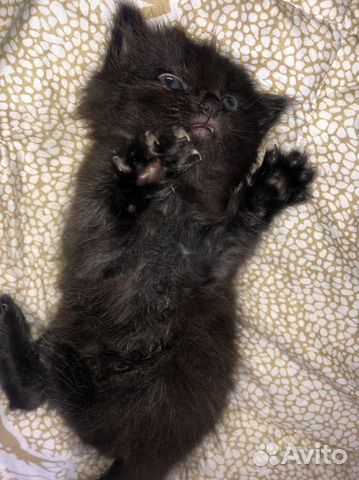 Персицкие котята