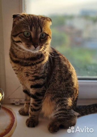 Особенный вислоухий котик Арчи