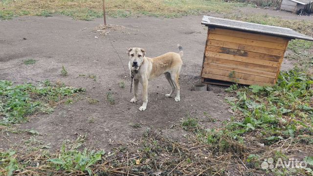 Щенки алабая