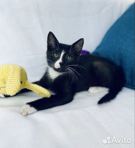 Ласковый и нежный котёнок ищет дом