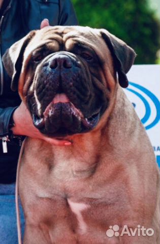 Бульмастиф мальчики