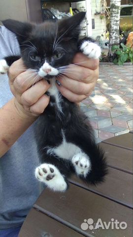 Котеночек бесплатно