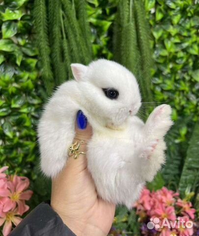 Мини царские крольчатки