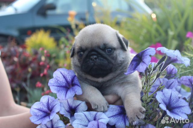 Весеые мопсята