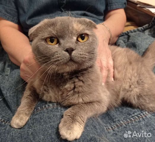 Кошечке нужен дом