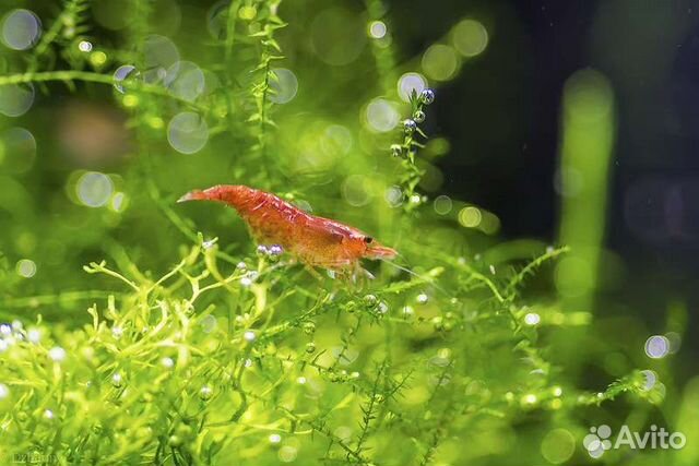 Креветки вишня