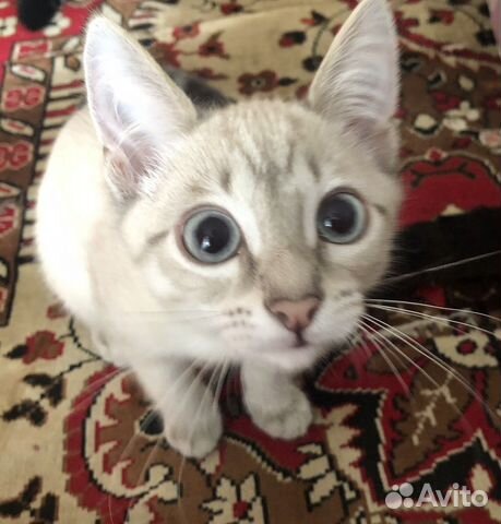 Котята в добрые руки бесплатно