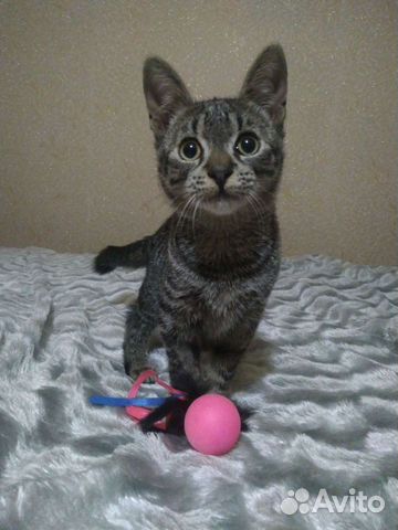 Лесной" котёнок