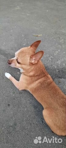 Очаровательный мальчик,ищет девочку