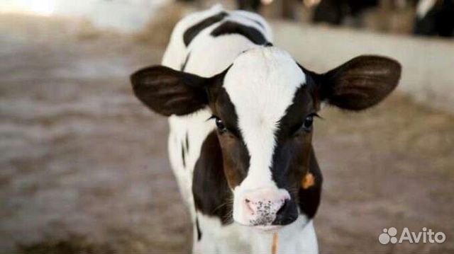 Телочка 2 месяца молочная порода