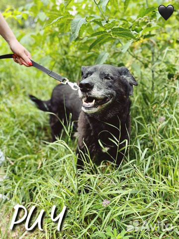 Собаки бесплатно