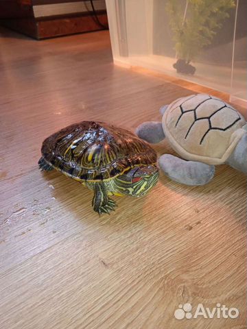 Черепаха Красноухая