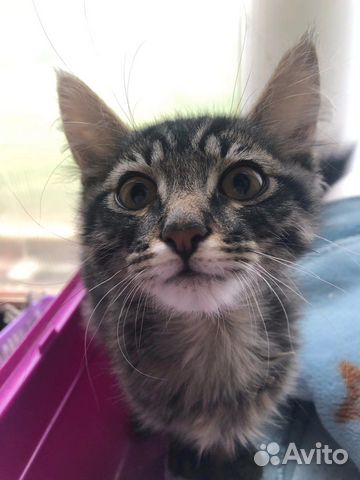 Малыши полосатики ищут дом