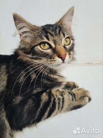 Волшебный котенок 4 месяца (девочка)