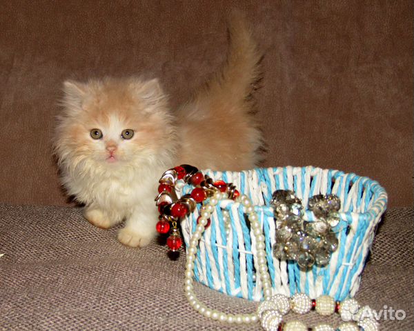 Манчкин котик