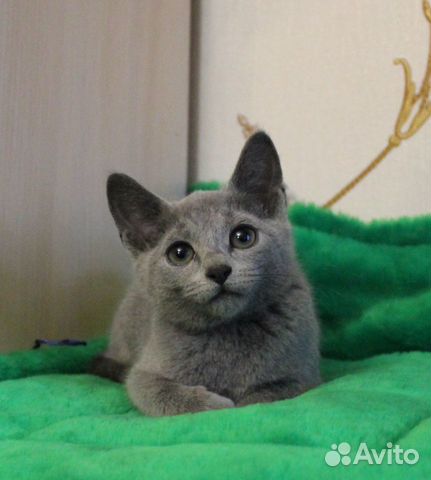 Котята из питомника