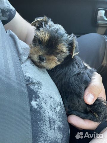 Йоркширский терьер