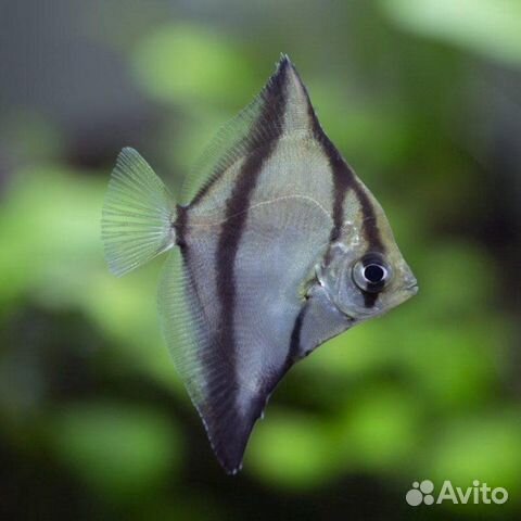 Рыбки Монодактил Себа 5см