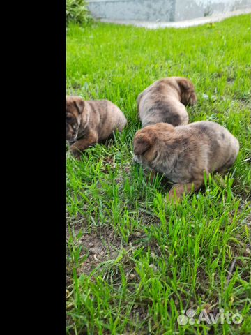 Собаки щенки
