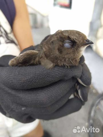 Отдам стрижа