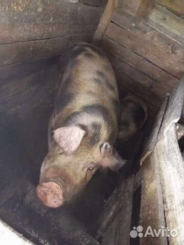 Вьетнамский хряк