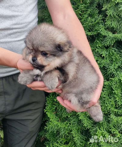 Померанский шпиц