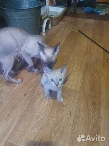 Митиска смесь бамбина с сфинксом Кошка