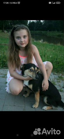 Собака Леся ищет дом