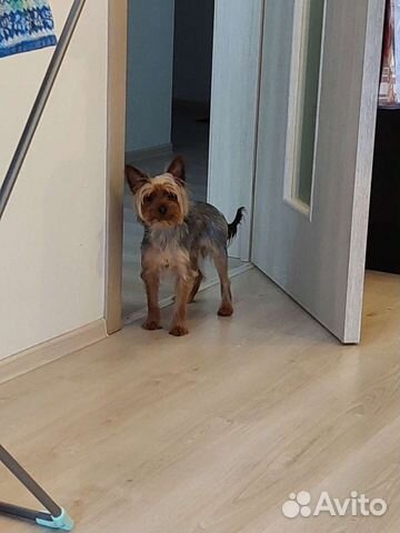 Собака в добрые и заботливые руки