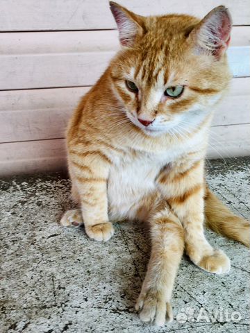 В добрые руки