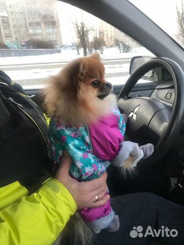 Цверг шпиц mini