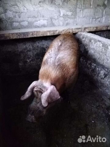 Хряк породы дюрок