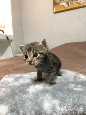 Малыши ищут дом