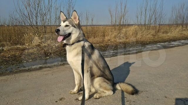 Щенок подросток хаски бесплатно