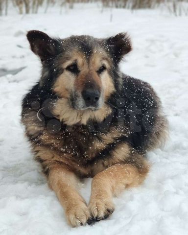Мудрый и добрый пес в хорошие руки