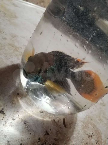 Рыбки цихлиды