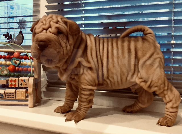 Кобель возраст 1,5 месяца