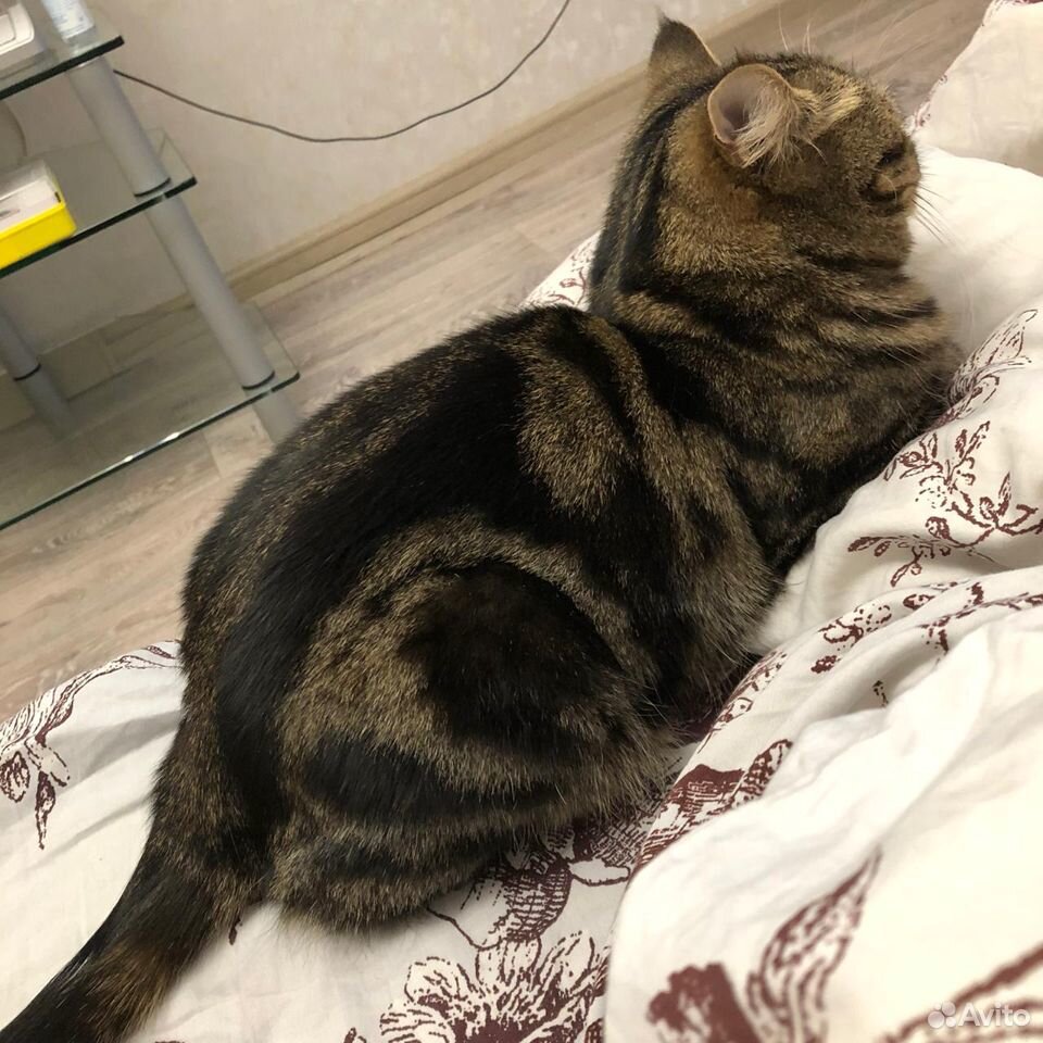 Скотиш страйд
