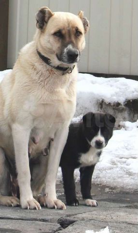 Санта в добрые руки