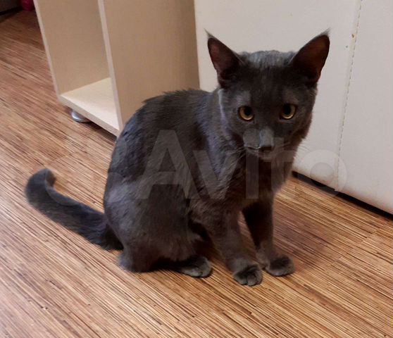 Кот Тишка ищет дом