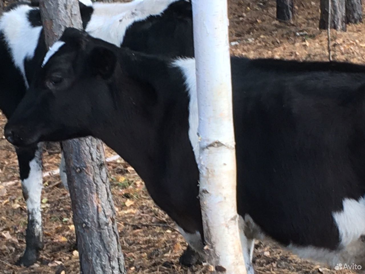 Телка 5 мес