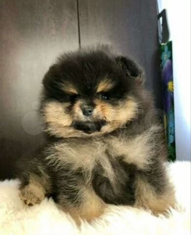 Мини мишутка