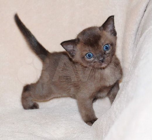 Бурманские котята соболиный окрас