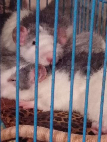 Крысята хаски-дамбо