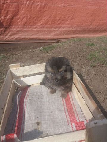 Кутята, щенки