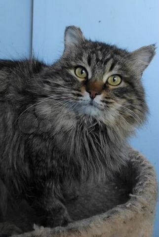 Сибиряк Барс в дар